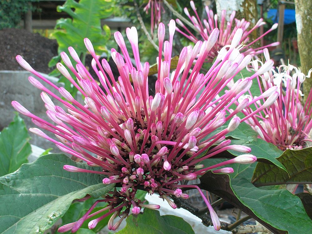 Clerodendrum quadriloculare, Shooting Star, Starburst Clerodendrum ...