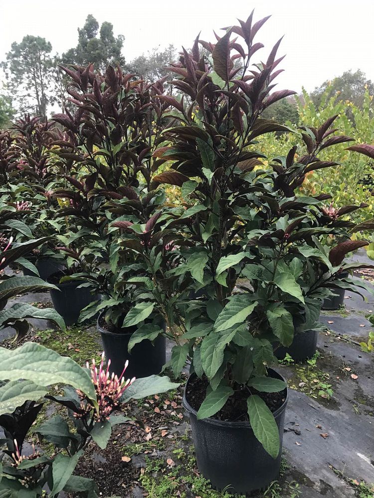 Clerodendrum quadriloculare, Shooting Star, Starburst Clerodendrum ...