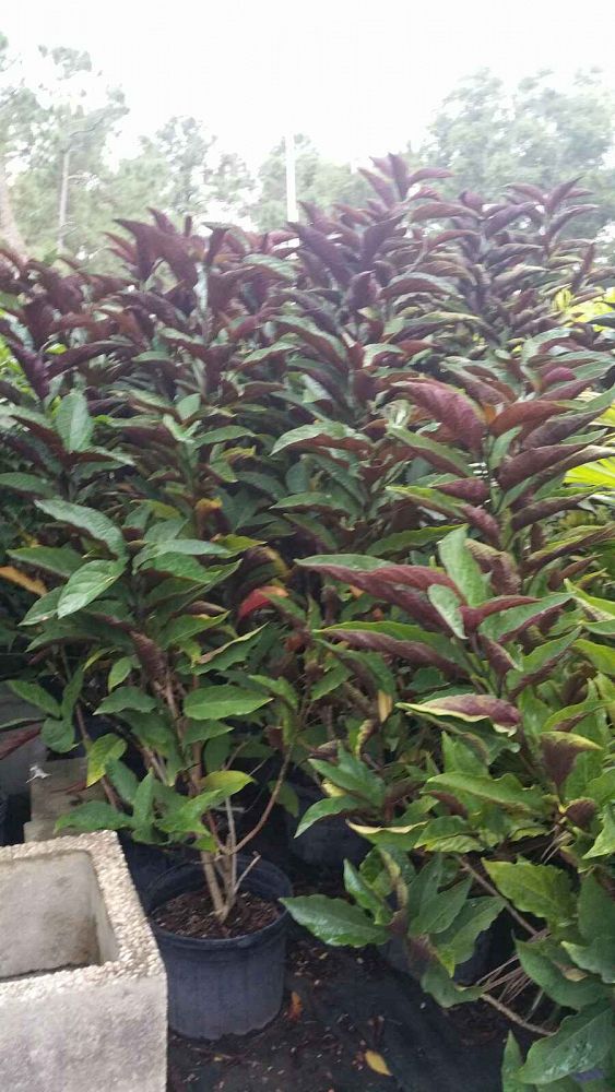 Clerodendrum quadriloculare, Shooting Star, Starburst Clerodendrum ...