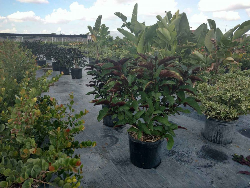 Clerodendrum quadriloculare, Shooting Star, Starburst Clerodendrum ...