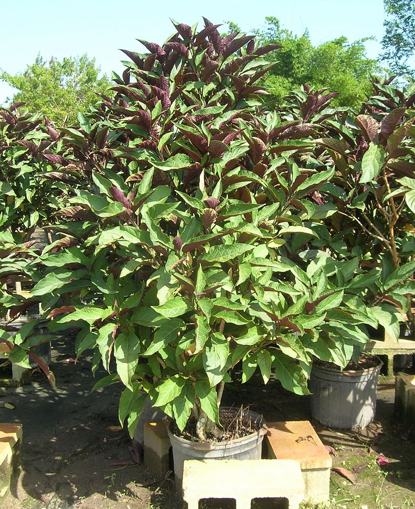 Clerodendrum quadriloculare, Shooting Star, Starburst Clerodendrum ...