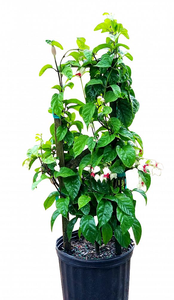 Clerodendrum thomsoniae 'Delectum', Bleeding Heart Vine – Red | PlantVine