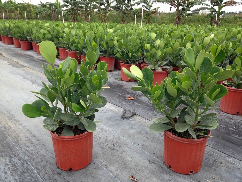 Clusia guttifera, Small Leaf Clusia | PlantVine