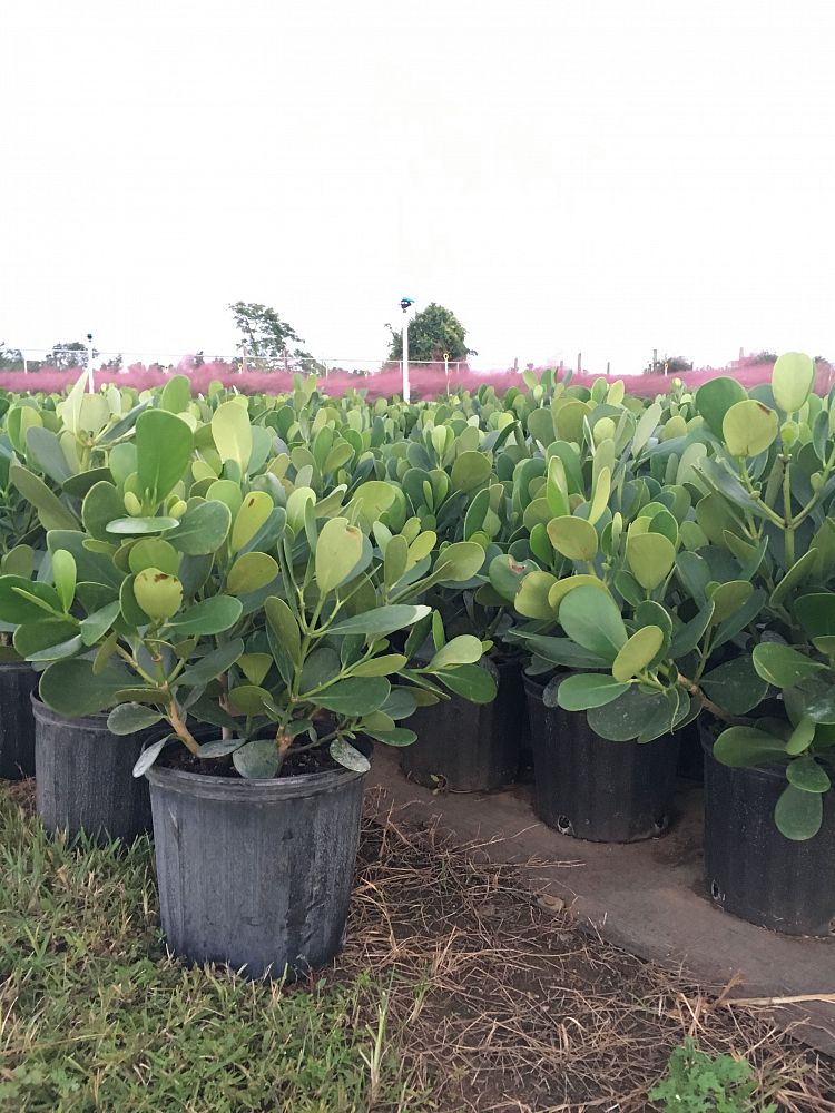 Clusia guttifera, Small Leaf Clusia | PlantVine