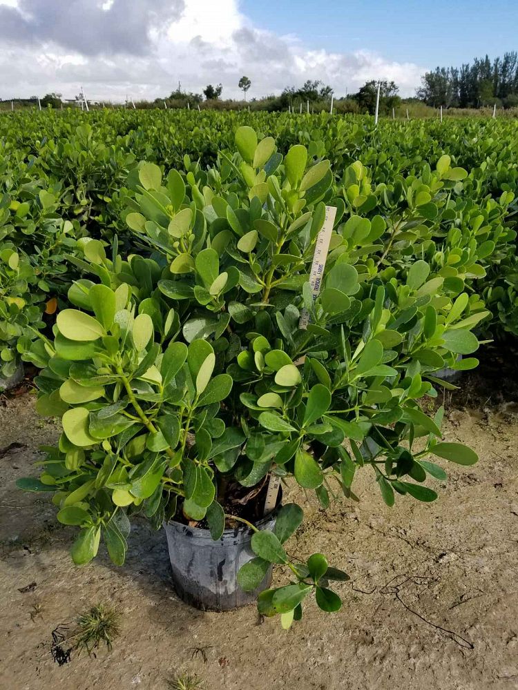 Clusia guttifera, Small Leaf Clusia | PlantVine