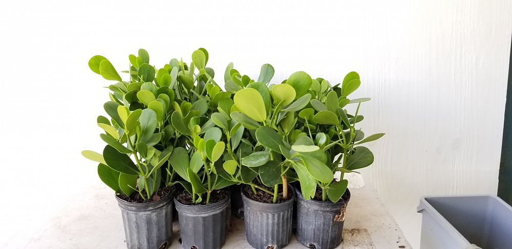 Clusia guttifera, Small Leaf Clusia | PlantVine