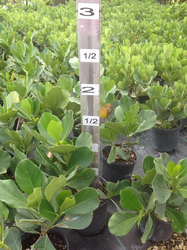 Clusia rosea, Pitch Apple, Autograph Tree | PlantVine