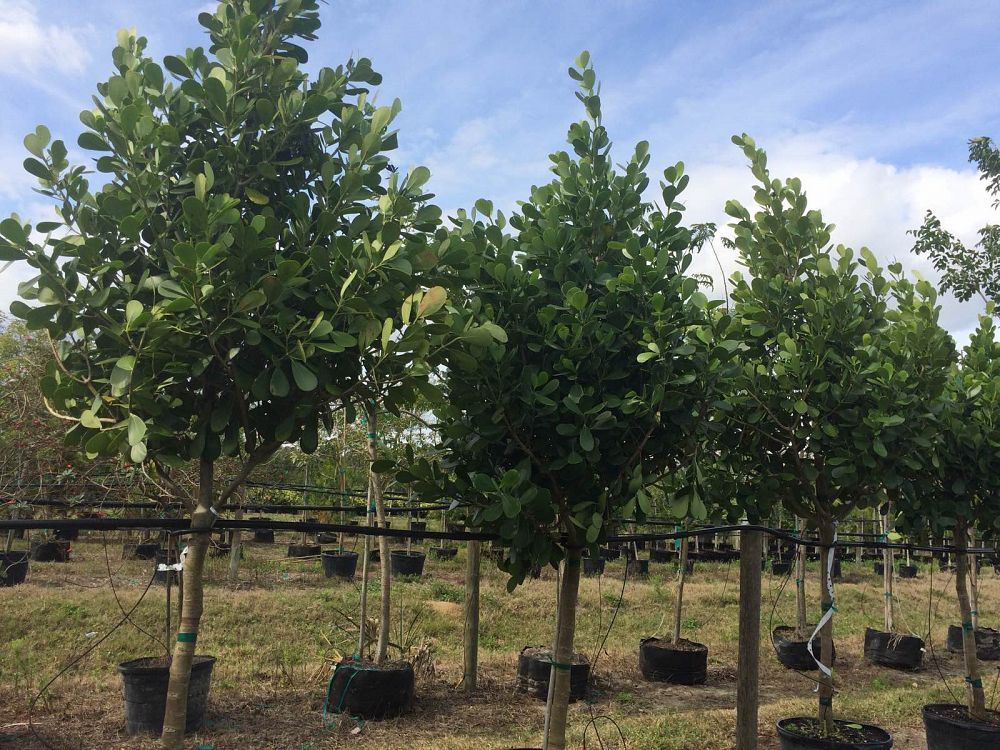 Clusia rosea, Pitch Apple, Autograph Tree | PlantVine