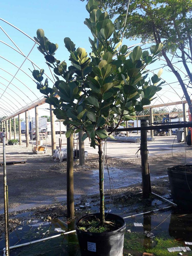 Clusia rosea, Pitch Apple, Autograph Tree | PlantVine