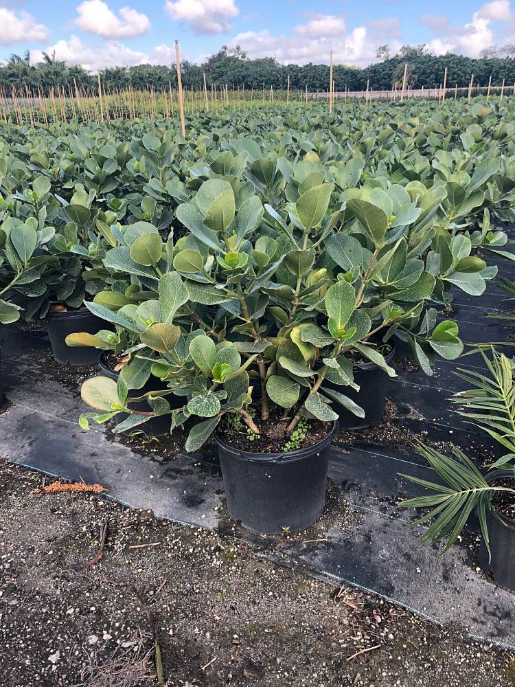 Clusia rosea, Pitch Apple, Autograph Tree | PlantVine