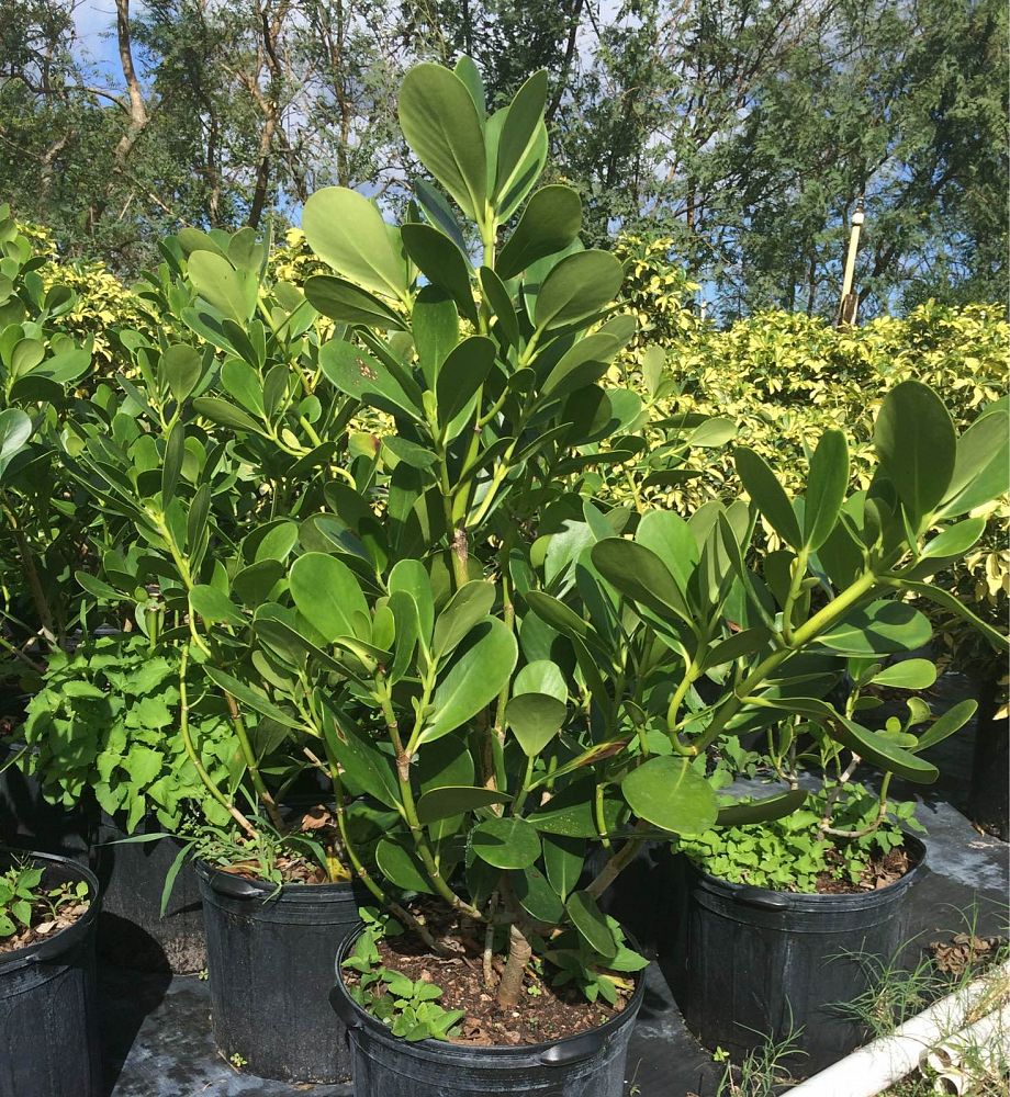 Clusia rosea, Pitch Apple, Autograph Tree | PlantVine