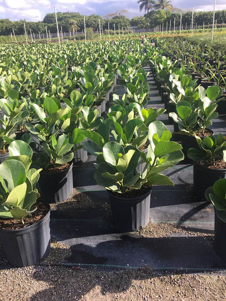 Clusia rosea, Pitch Apple, Autograph Tree | PlantVine