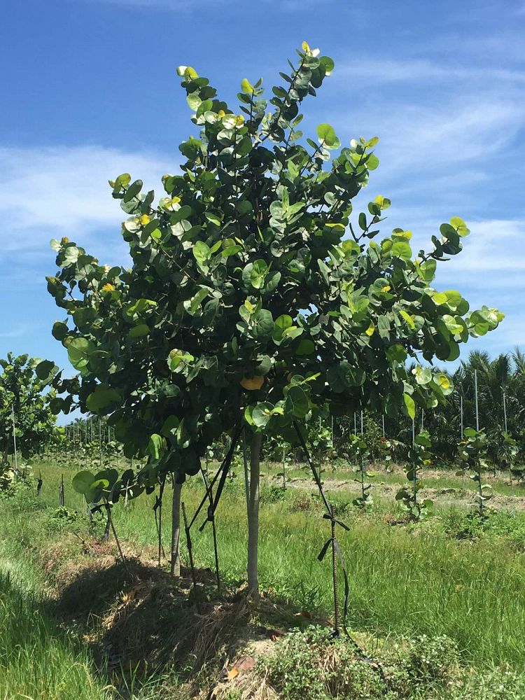Coccoloba uvifera, Sea Grape, Seagrape | PlantVine
