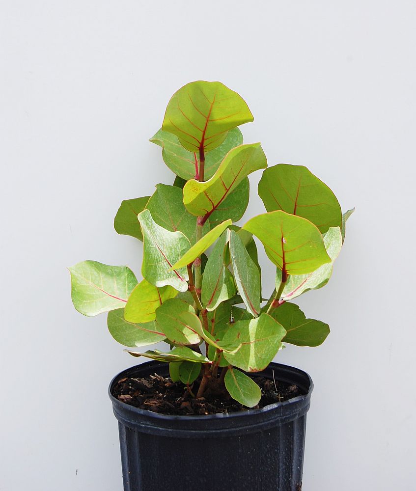 Coccoloba uvifera, Sea Grape, Seagrape | PlantVine