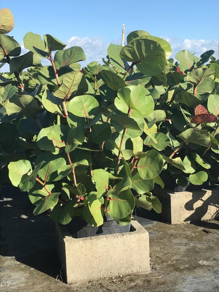 Coccoloba uvifera, Sea Grape, Seagrape | PlantVine