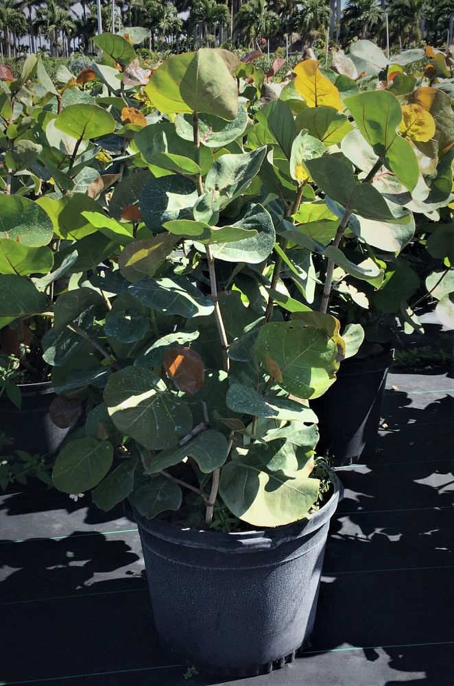Coccoloba uvifera, Sea Grape, Seagrape | PlantVine
