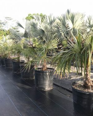 Butia capitata, Cocos australis, Pindo Palm, Wine Palm, Jelly Palm ...