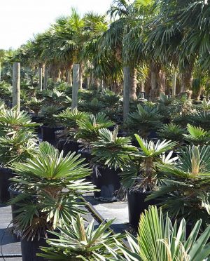 Butia capitata, Cocos australis, Pindo Palm, Wine Palm, Jelly Palm ...