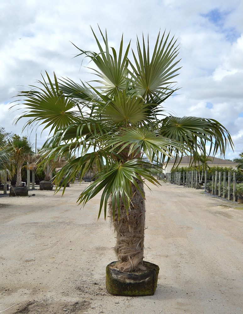 Coccothrinax crinita, Old Man Palm | PlantVine