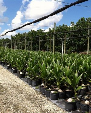 Butia capitata, Cocos australis, Pindo Palm, Wine Palm, Jelly Palm ...