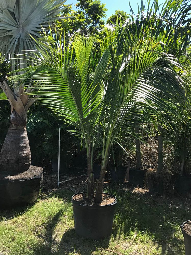 Cocos nucifera 'Green Malayan', Coconut Palm | PlantVine