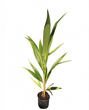 Butia capitata, Cocos australis, Pindo Palm, Wine Palm, Jelly Palm ...