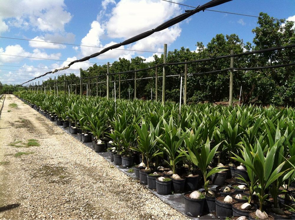 Cocos nucifera 'Green Malayan', Coconut Palm | PlantVine