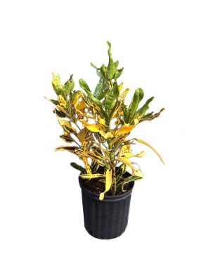 Buy Codiaeum variegatum 'Dreadlocks', Croton | Free Shipping over $100