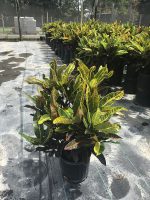 Acalypha wilkesiana 'Java White', Copperleaf | PlantVine