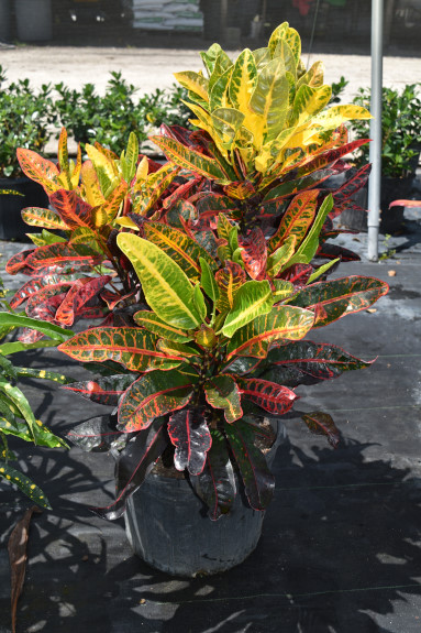 Buy Codiaeum variegatum 'Congo', Croton | Free Shipping over $100