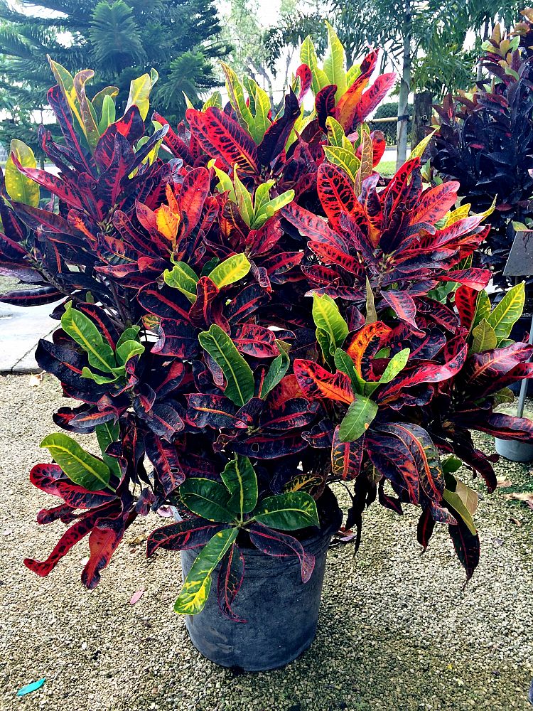 Codiaeum variegatum 'Congo', Croton | PlantVine