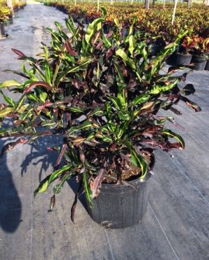 Buy Codiaeum variegatum 'Dreadlocks', Croton | Free Shipping over $100