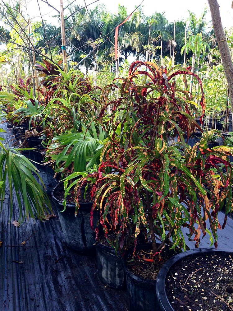 Codiaeum variegatum 'Dreadlocks', Croton | PlantVine