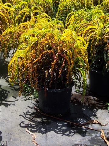 Codiaeum variegatum 'Dreadlocks', Croton | PlantVine