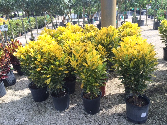 Codiaeum variegatum 'Gold Dust', Croton | PlantVine