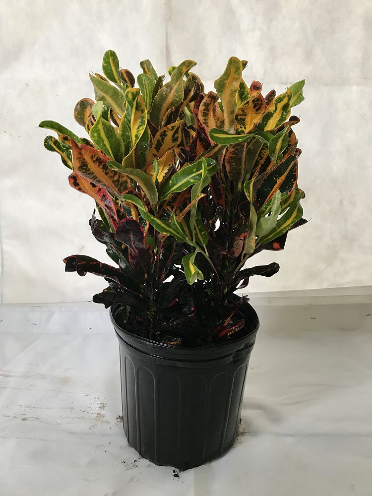 Codiaeum variegatum 'Mammey', Croton | PlantVine