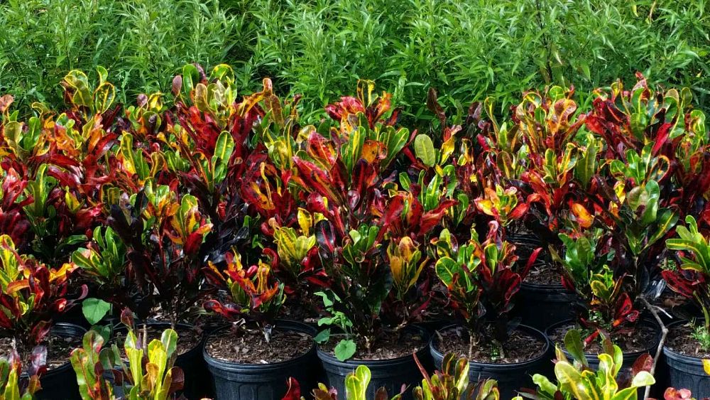 Codiaeum variegatum 'Mammey', Croton | PlantVine