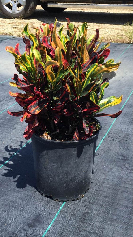 Codiaeum variegatum 'Mammey', Croton | PlantVine