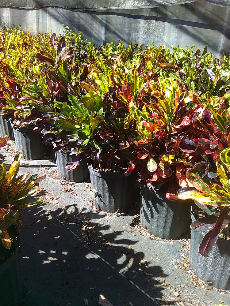 Codiaeum variegatum ‘Mammey’, Croton | PlantVine