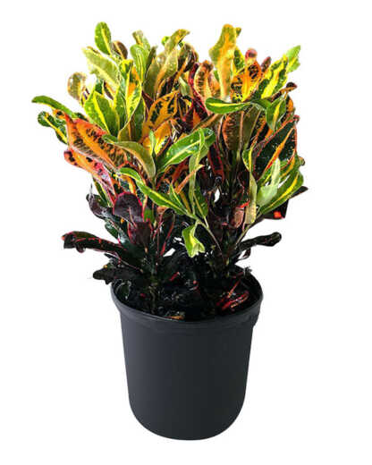 Codiaeum variegatum 'Congo', Croton | PlantVine