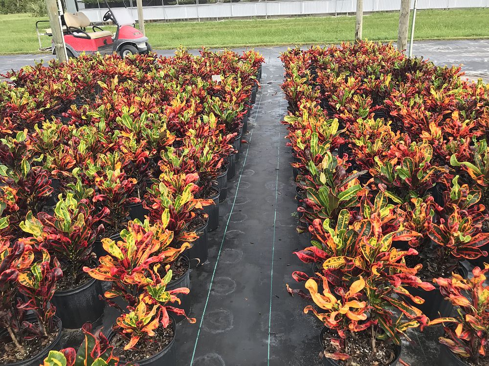 Codiaeum variegatum 'Mammey', Croton | PlantVine