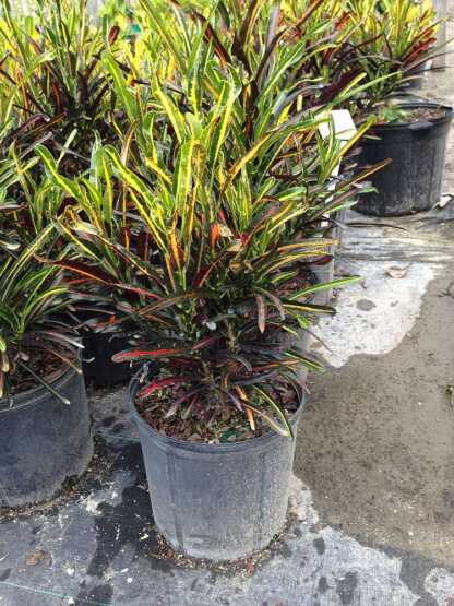 Codiaeum variegatum ‘Red Banana’, Croton | PlantVine