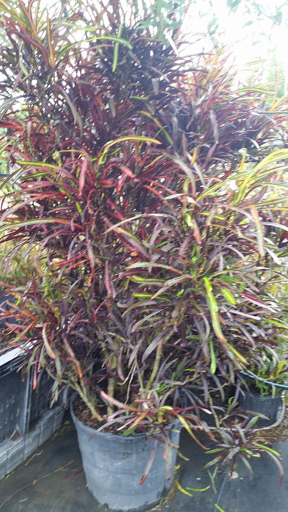 Codiaeum variegatum 'Red Banana', Croton | PlantVine