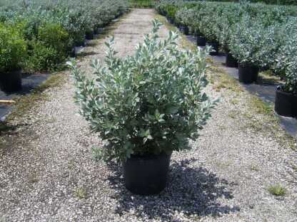 Conocarpus erectus ‘Sericeus’, Silver Buttonwood | PlantVine