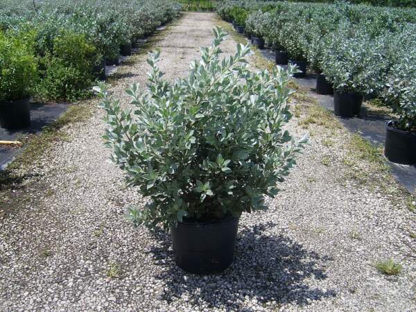 Conocarpus erectus ‘Sericeus’, Silver Buttonwood | PlantVine