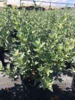Conocarpus erectus 'Sericeus', Silver Buttonwood | PlantVine