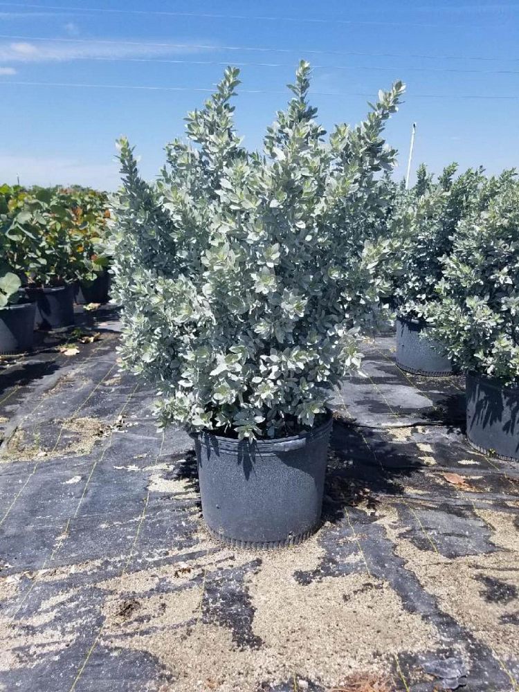 Conocarpus erectus 'Sericeus', Silver Buttonwood | PlantVine