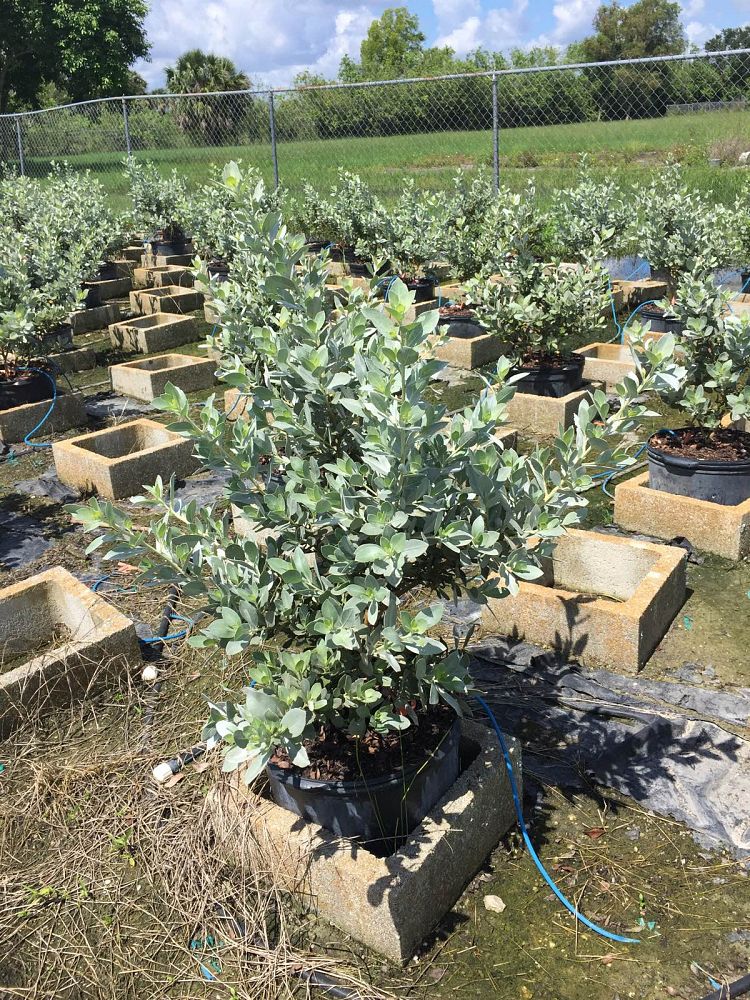 Conocarpus erectus 'Sericeus', Silver Buttonwood | PlantVine