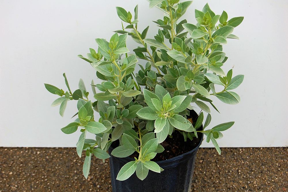 Conocarpus erectus 'Sericeus', Silver Buttonwood | PlantVine