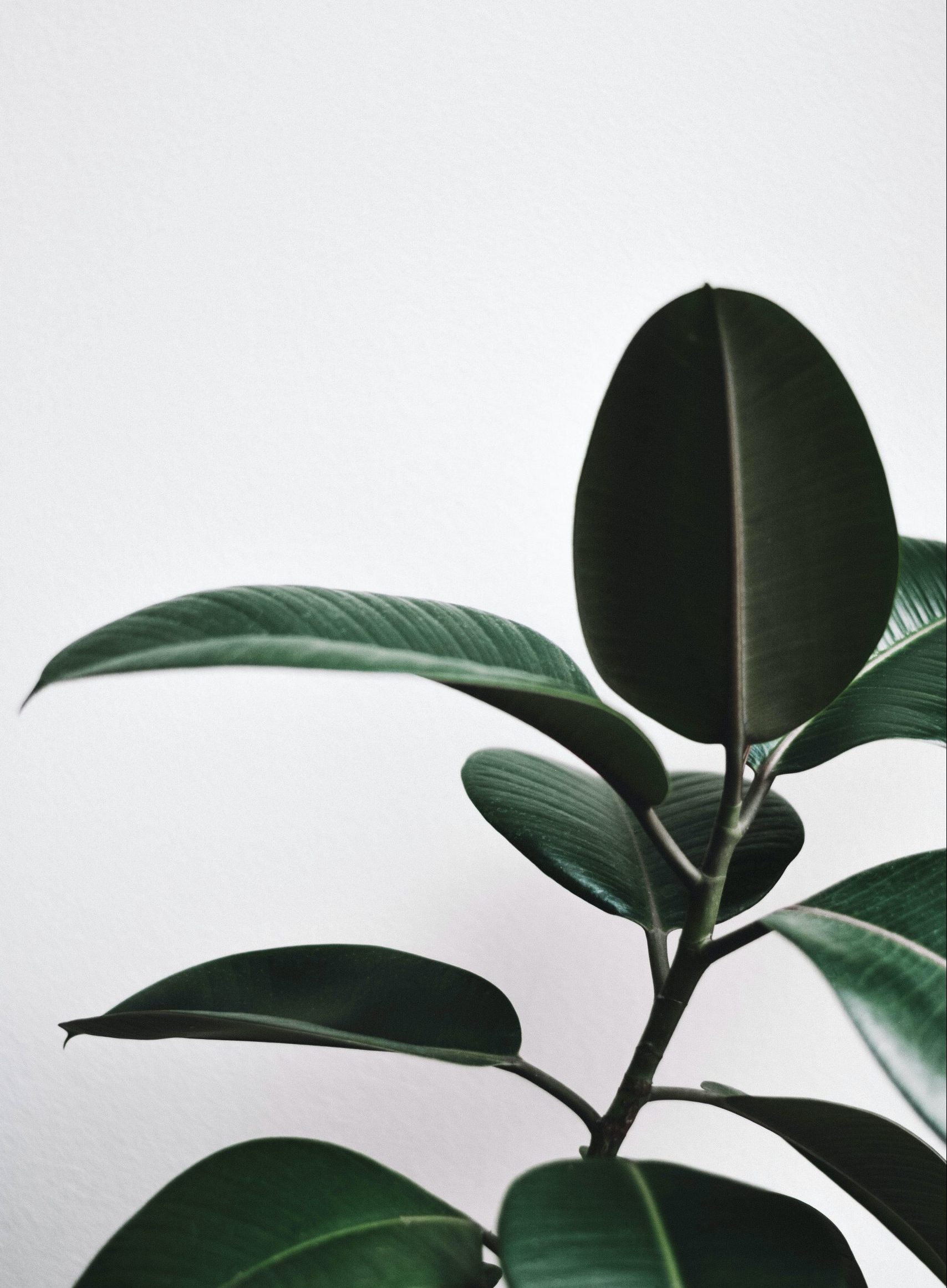 A Step by Step Guide to Ficus Propagation! | PlantVine